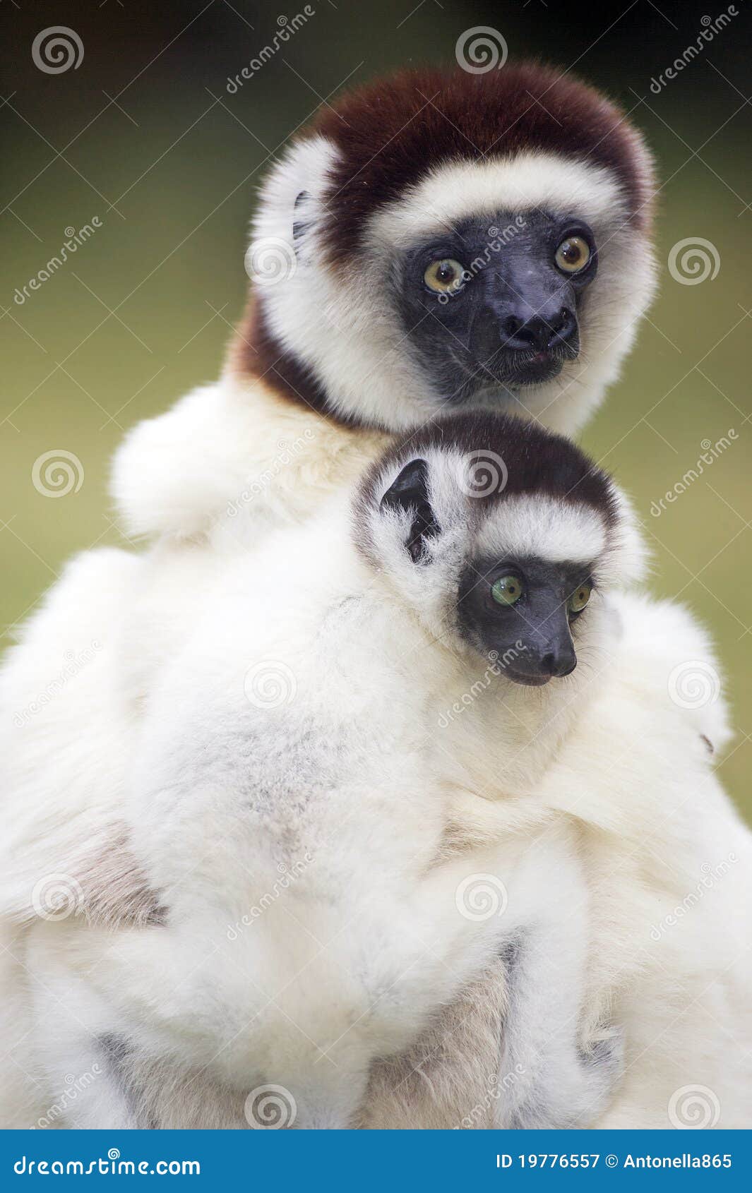 Silky Sifaka (Propithecus Candidus) Stock Image - Image of closer ...