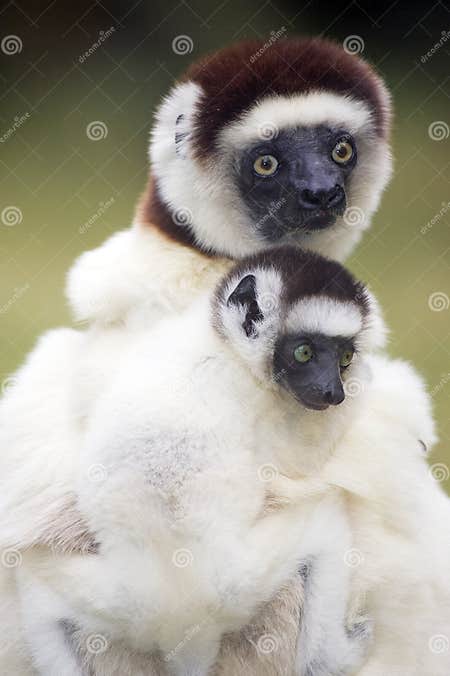 Silky Sifaka (Propithecus Candidus) Stock Image - Image of closer ...