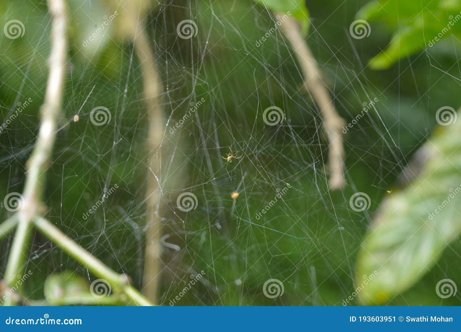 Silky spider web stock image. Image of blue, landscape - 193603951