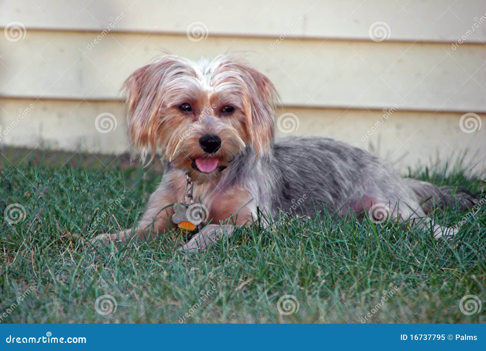 Silky terrier stock image. Image of love, pooch, miniature - 16737795