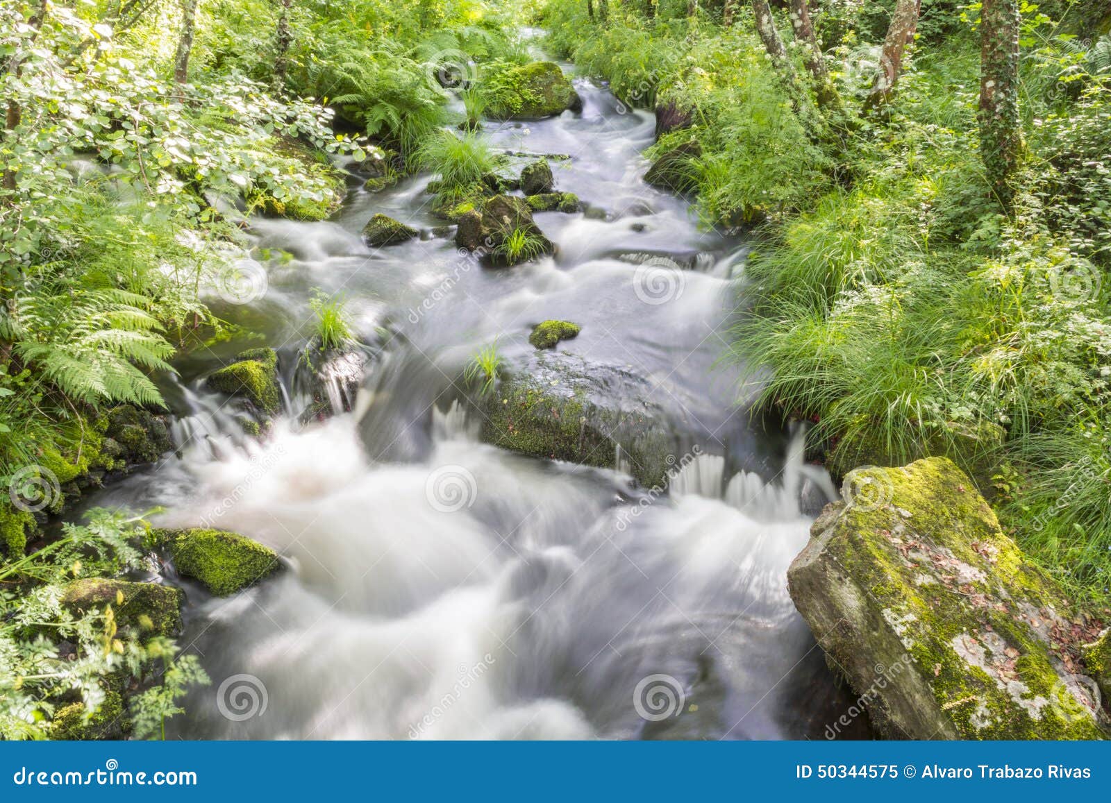 Silky Water Flowing in a River in the Middle of a Wild Forest Stock ...