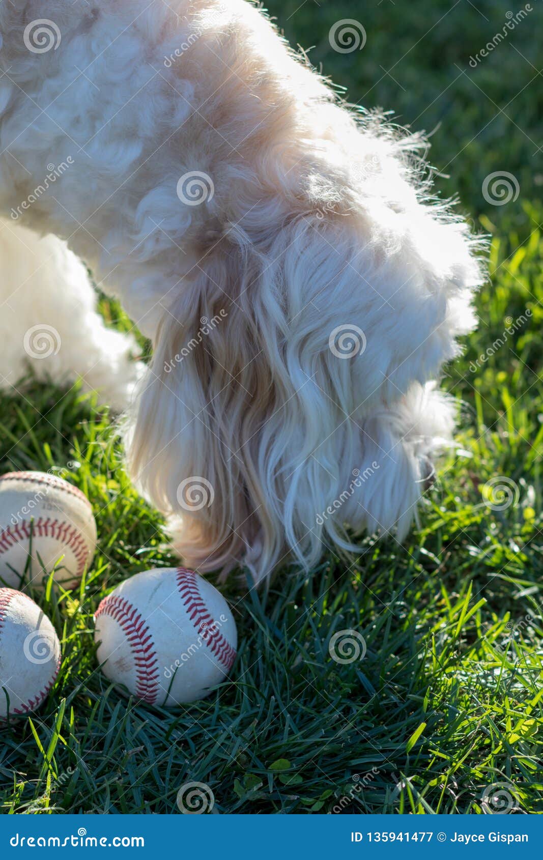 Silky, White Labradoodle Playing in the Grass with Baseballs on a Sunny ...