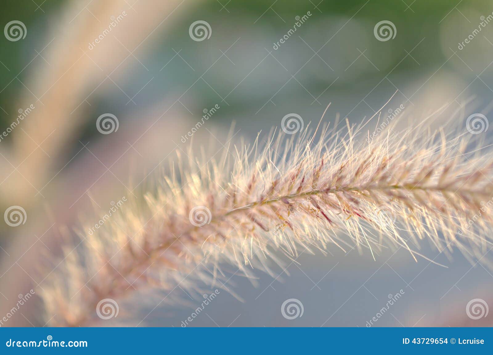 Silky wild rye-green stock photo. Image of ornamental - 43729654