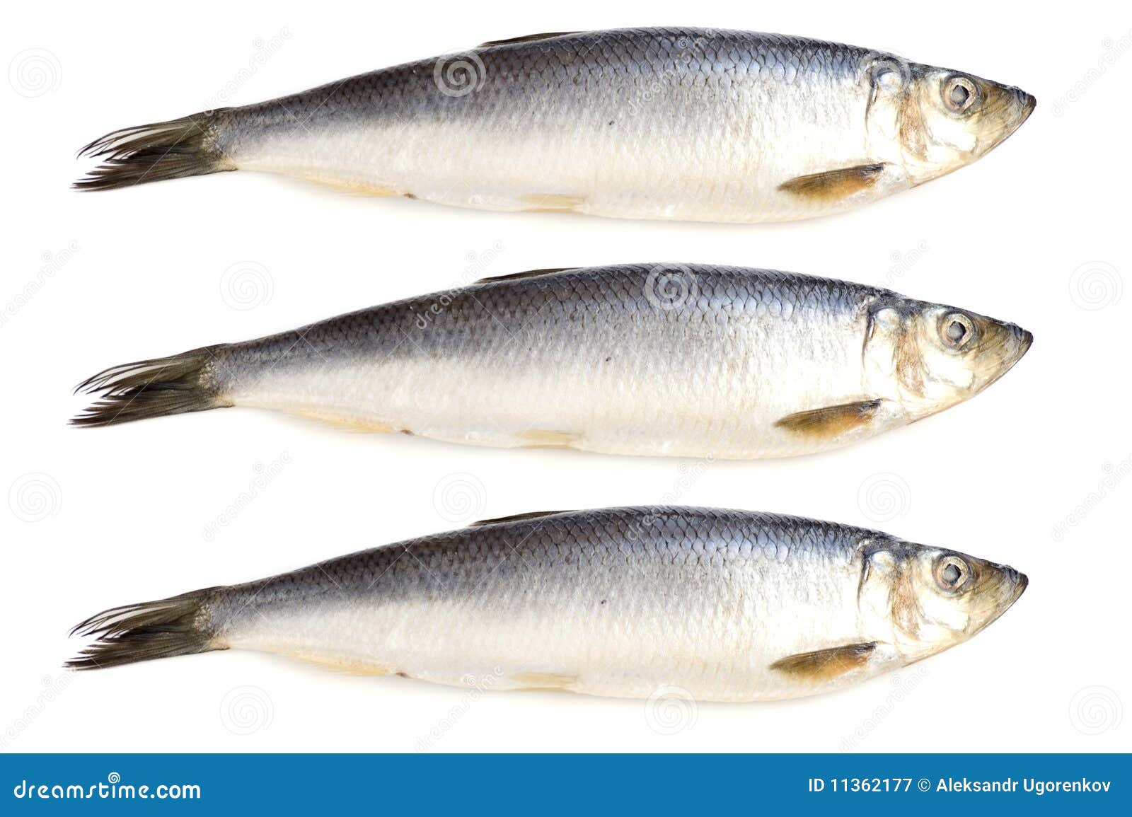 Sill fotografering för bildbyråer. Bild av friskhet, smakligt - 11362177