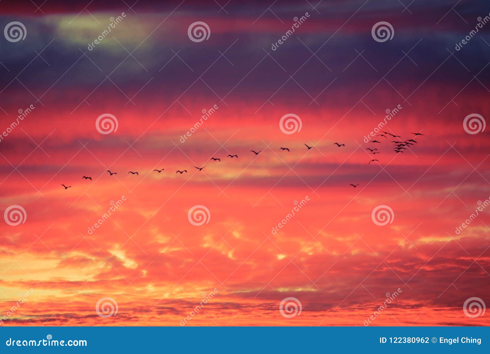 Birds Flying in Formation at Sunset Stock Photo - Image of formation ...