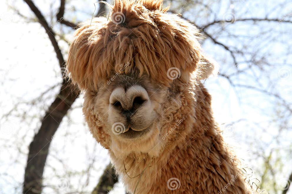 Silly Alpaca stock image. Image of cute, fibrous, eyes - 761441