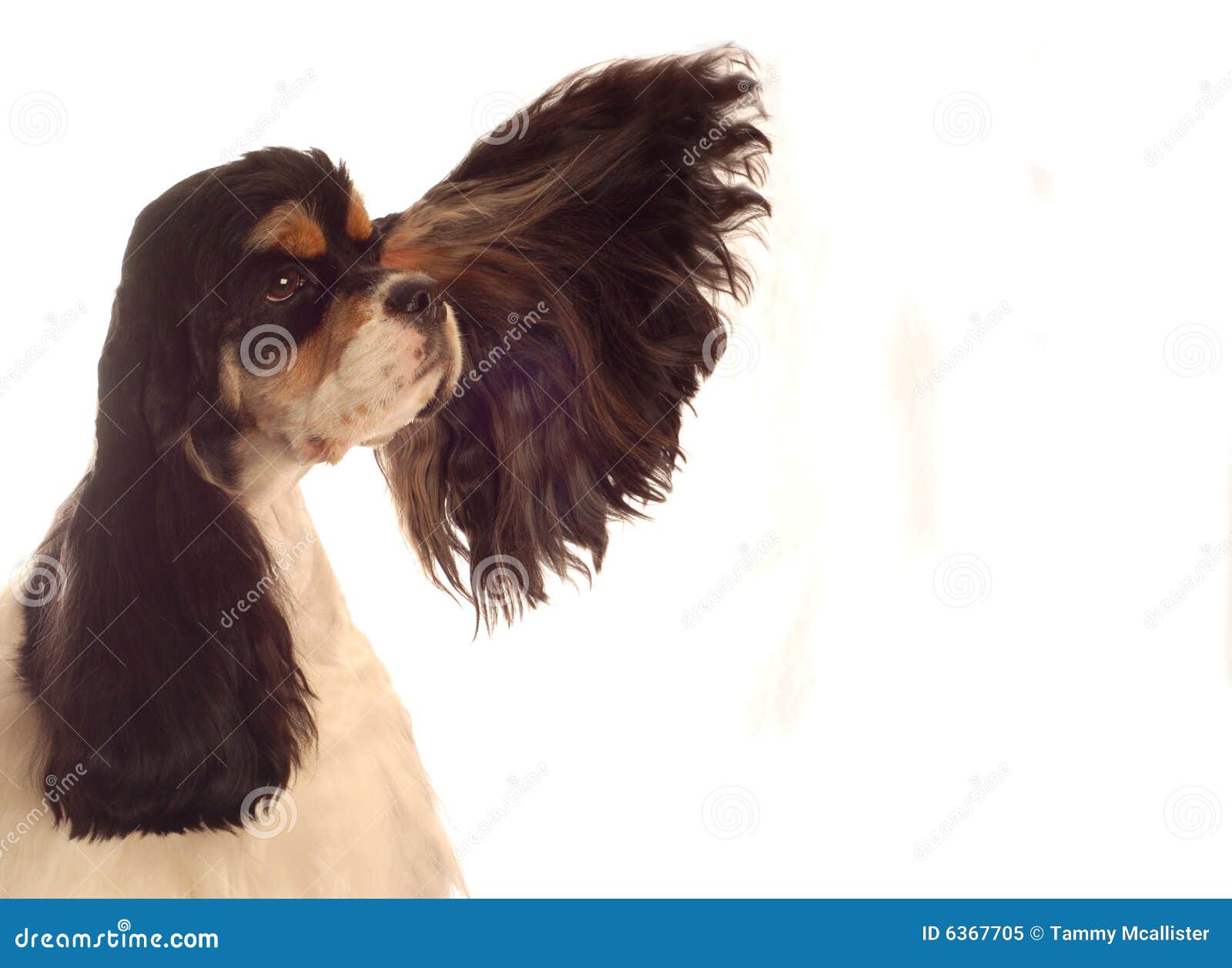 Silly American Cocker Spaniel Stock Image - Image of pedigree, groomed ...