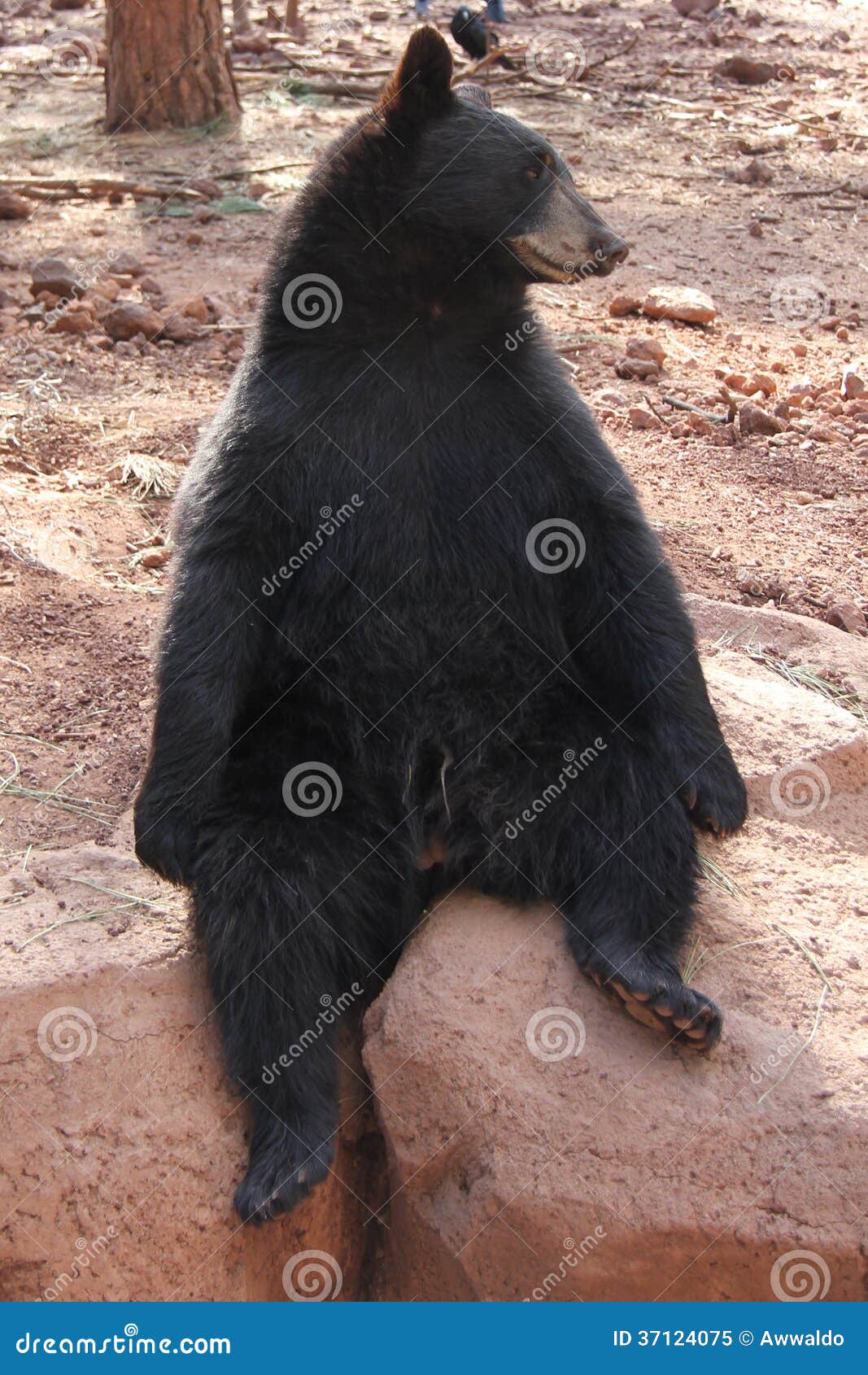 Black Bear Silly Stock Photos - Free & Royalty-Free Stock Photos from ...