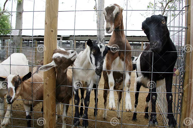 Silly Billy Goats stock photo. Image of livestock, petting - 749578