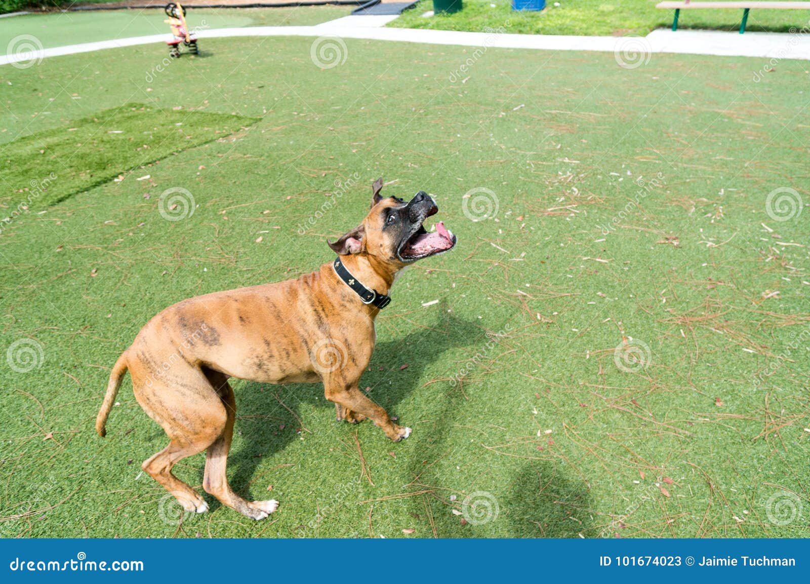 Big Dog Playing in the Playground Stock Image - Image of hair, boxers ...