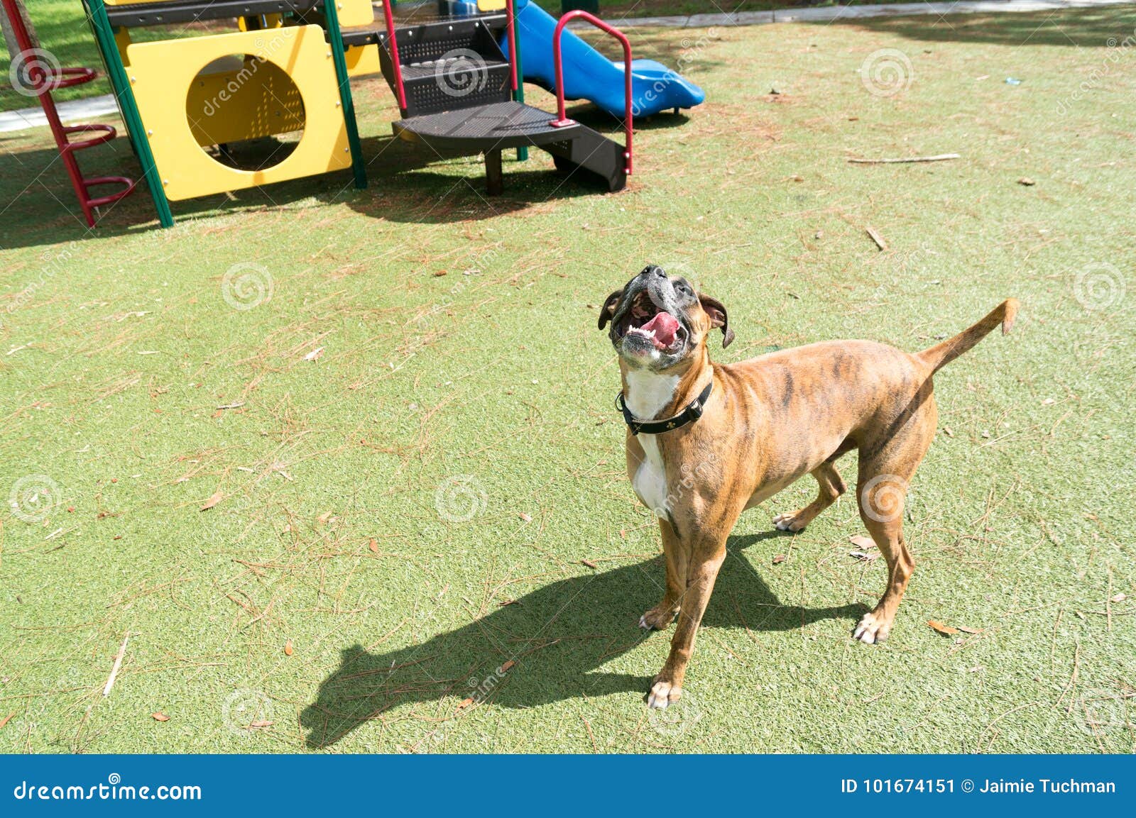 Big Dog Playing in the Playground Stock Image - Image of pets, look ...