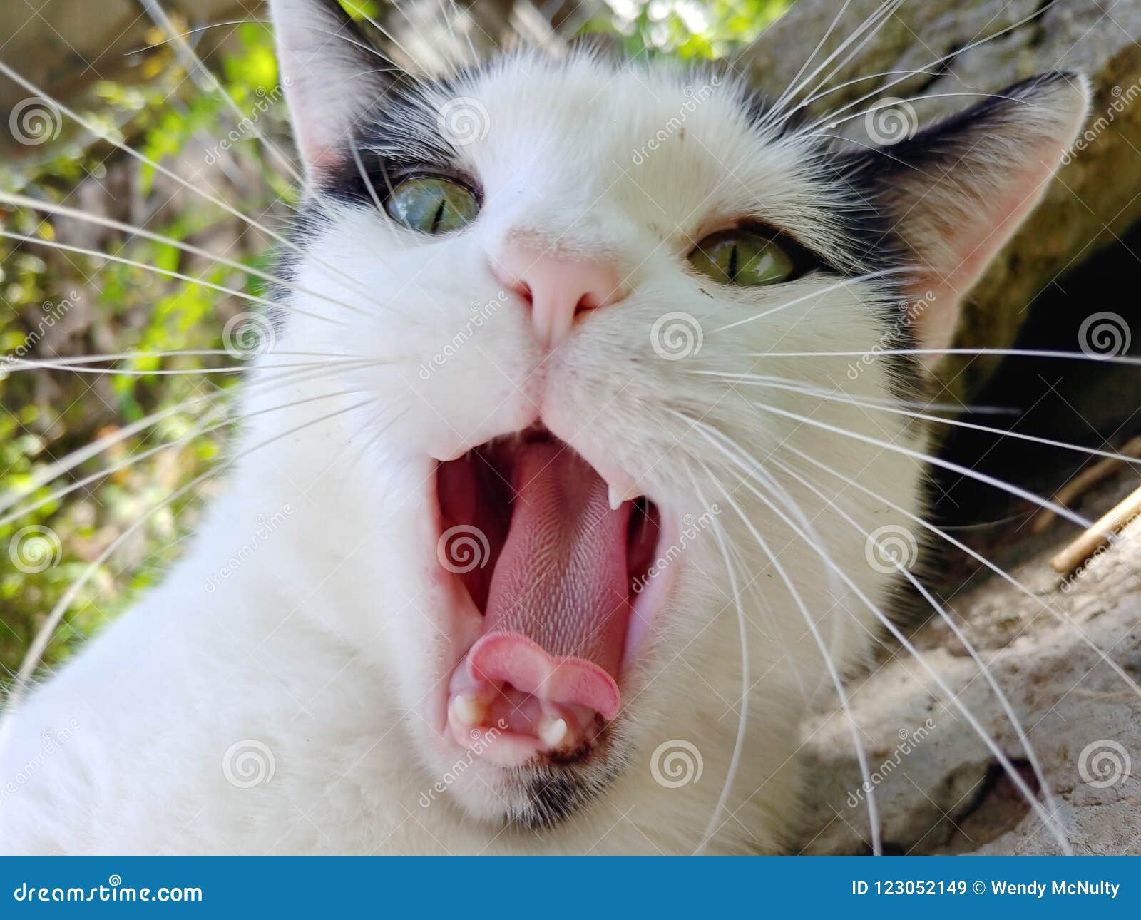 Silly Bubbs looking cute stock image. Image of teeth - 123052149