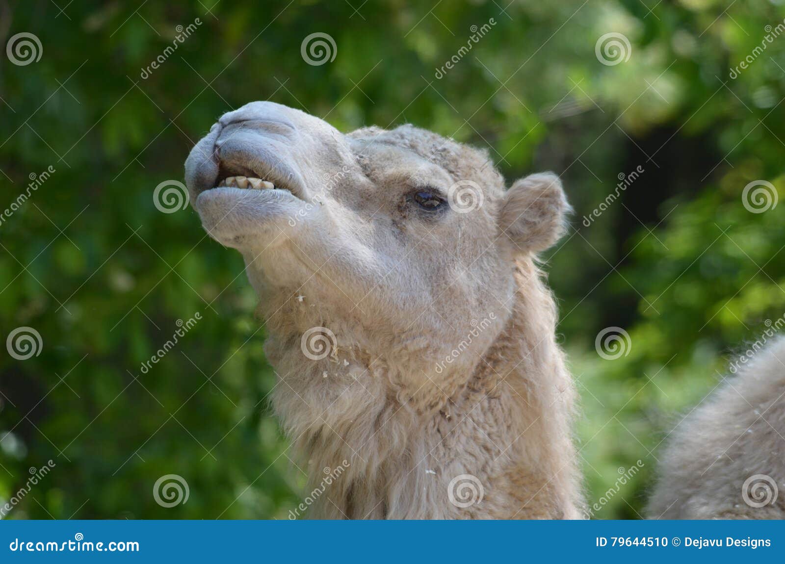 Silly Camel Making Faces stock photo. Image of smile - 79644510