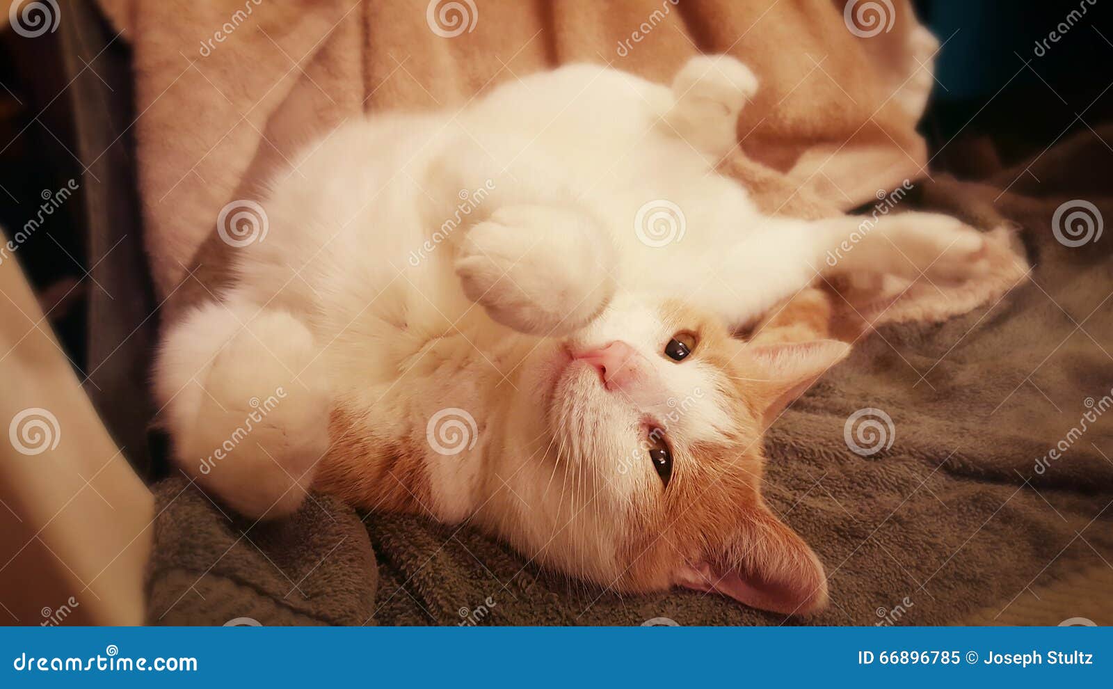 Silly cat stock image. Image of animal, silly, kitty - 66896785