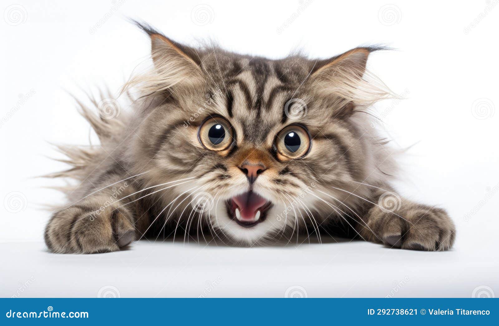 Silly Cat with Googly Eyes. Stock Image - Image of yells, animal: 292738621