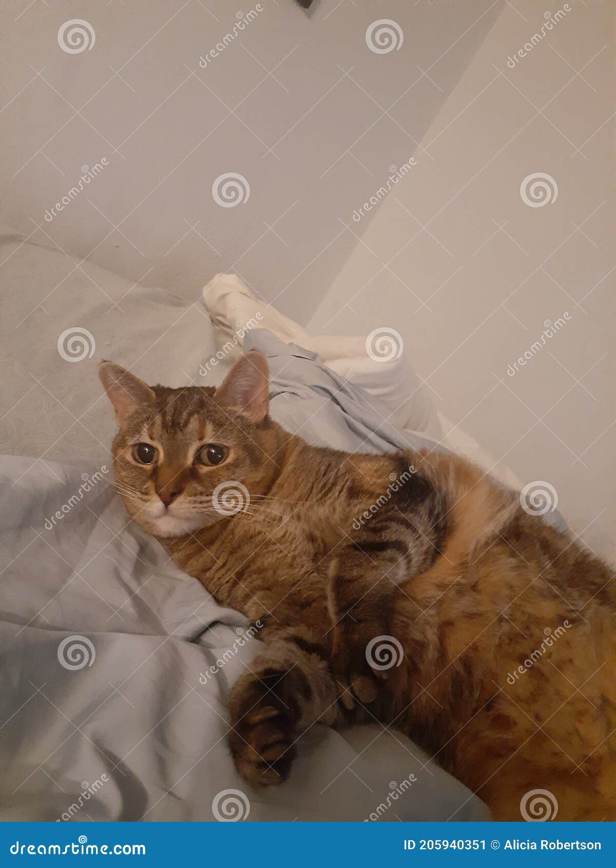 Silly cat kitty sophie stock image. Image of silly, kitty - 205940351