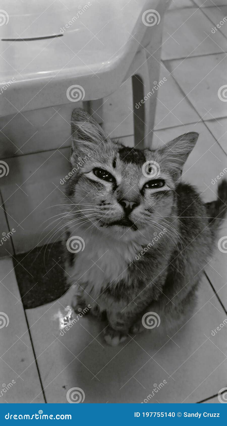 SILLY CAT pet stock photo. Image of monochrome, silly - 197755140