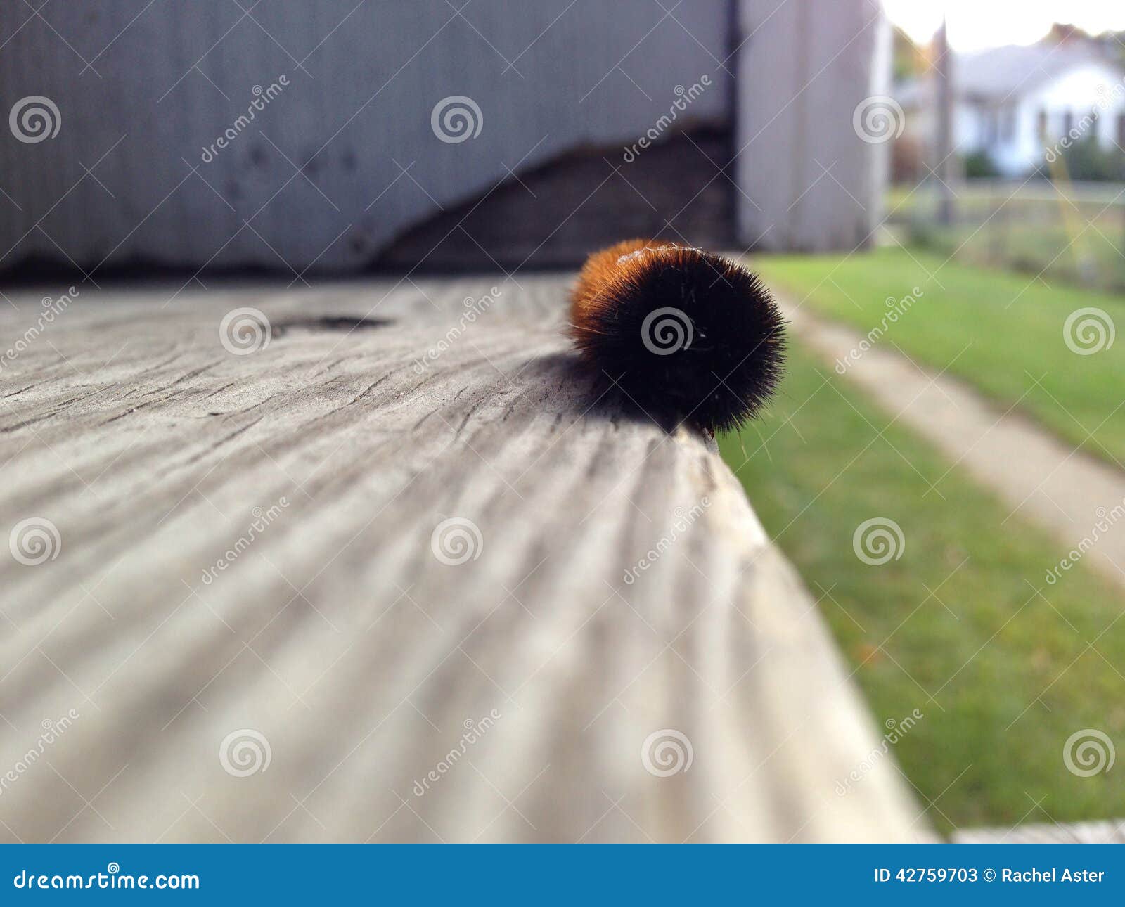 Silly caterpillar stock image. Image of caterpillar, wood - 42759703