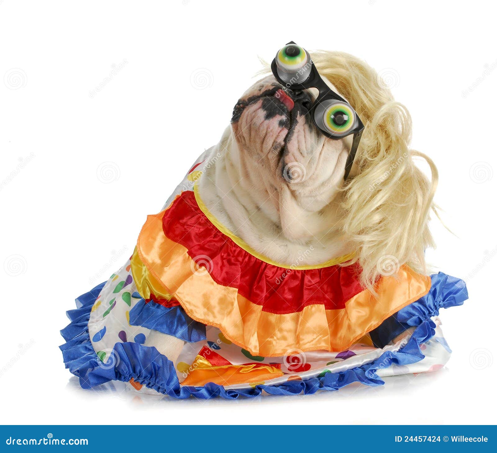 Silly dog stock photo. Image of polka, costume, funny - 24457424