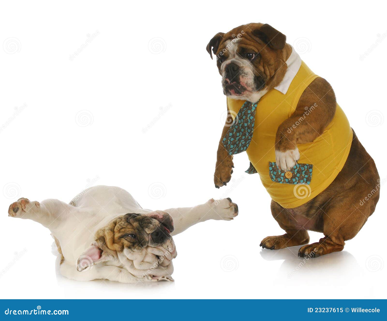 Silly dogs stock image. Image of rolling, open, collection - 23237615