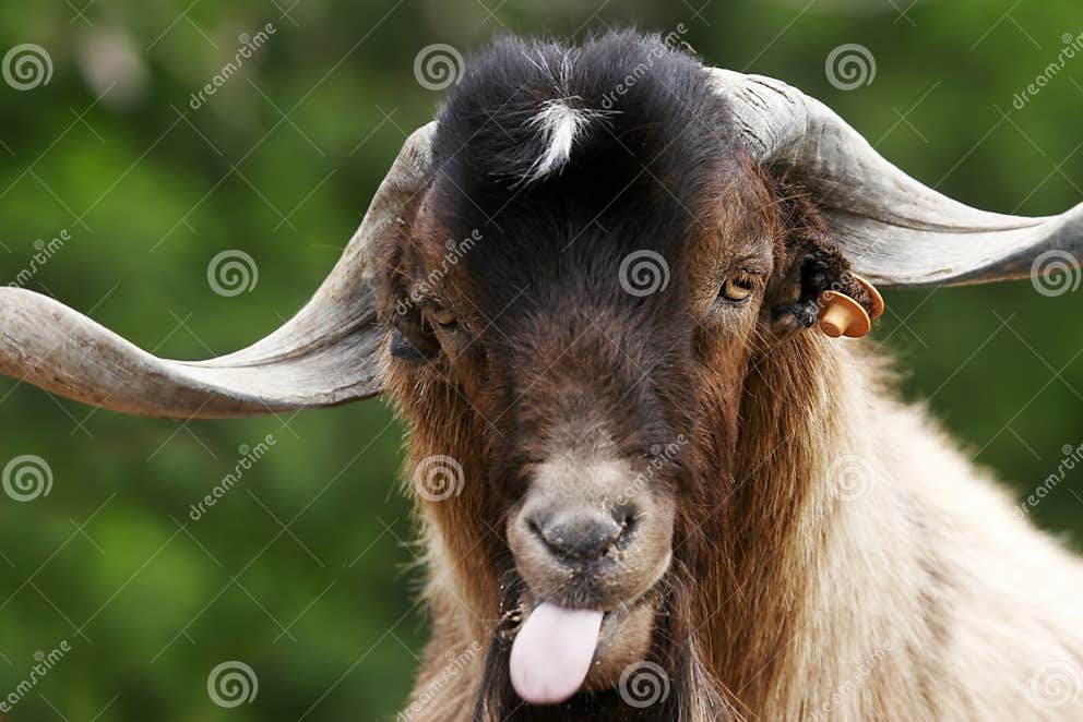 Silly Goat stock photo. Image of toungue, horns, livestock - 2160326
