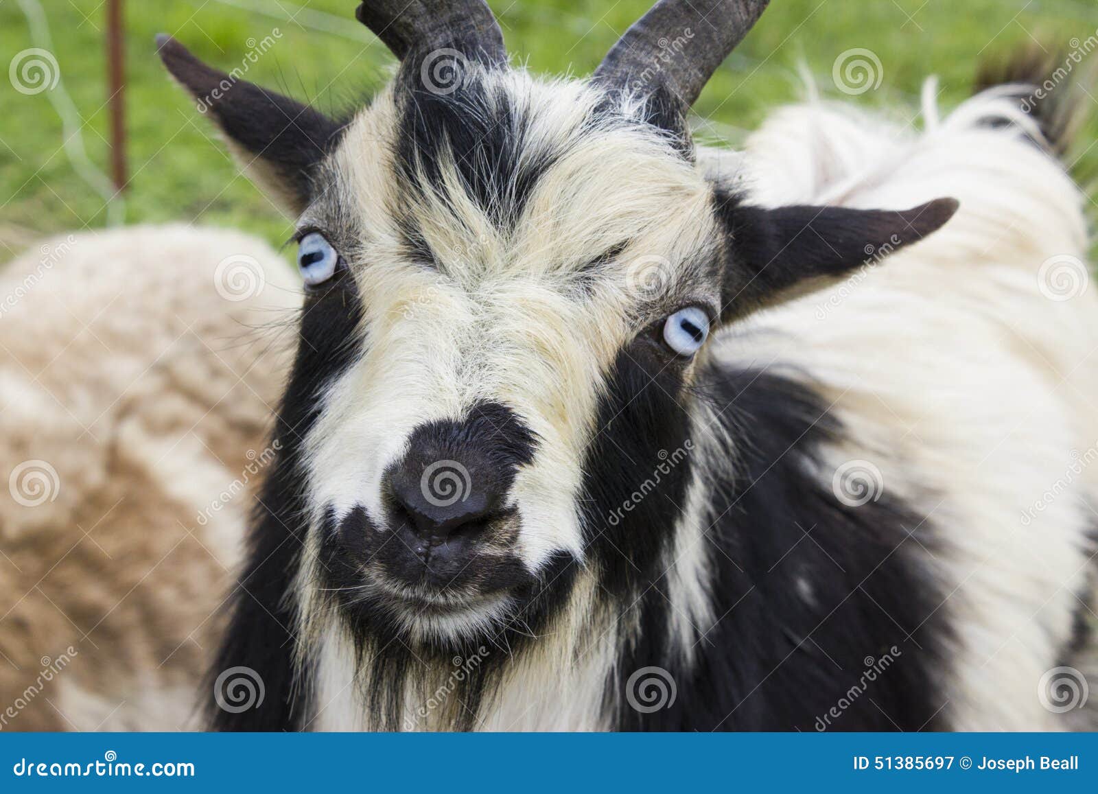 Silly Goat stock image. Image of blue, cute, mischievous - 51385697