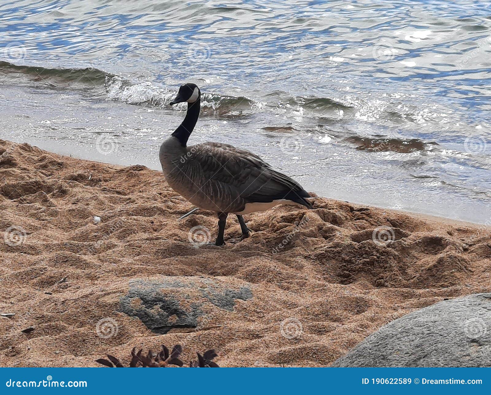 Silly goosy goose stock image. Image of silly, ducks - 190622589