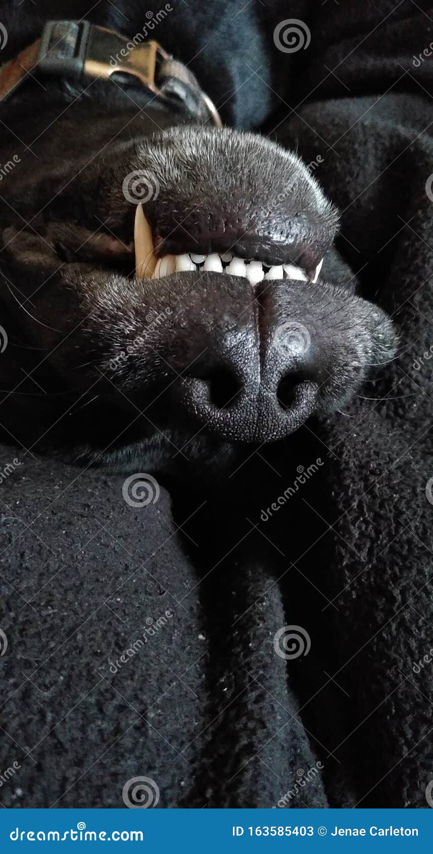 Silly Grinning dog stock image. Image of cute, animal - 163585403