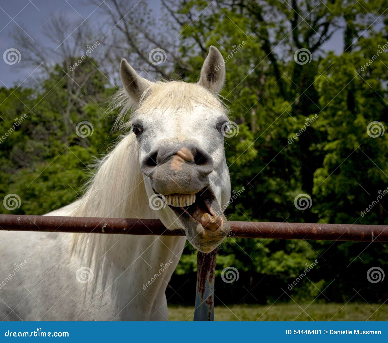 Silly Horse Looking at Viewer Stock Image - Image of viwer, arabian ...