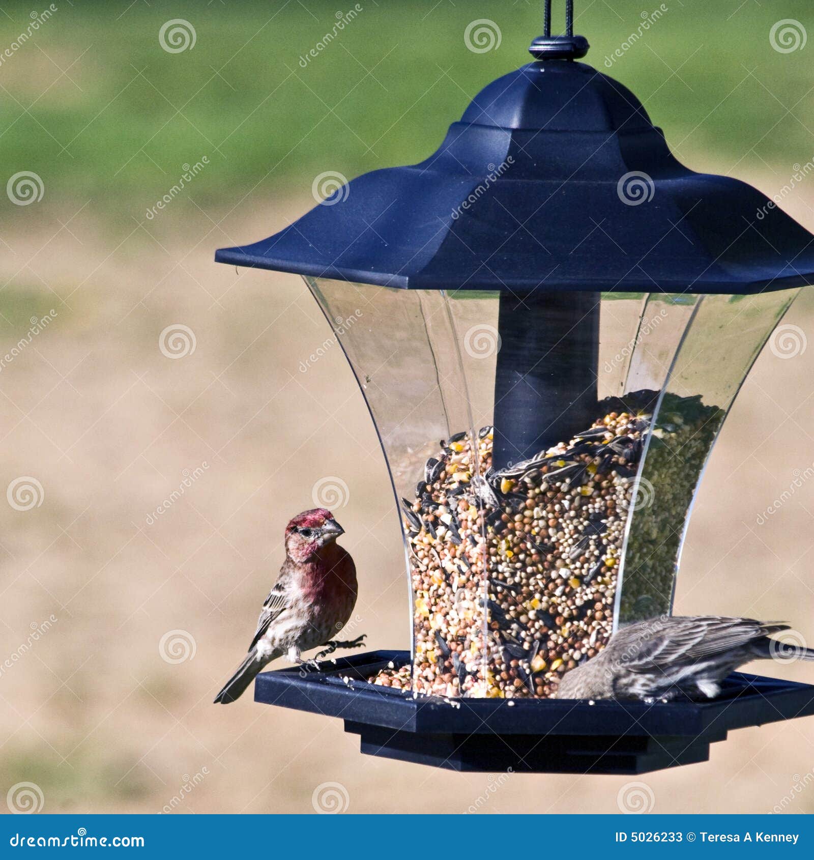 Silly House Finches stock image. Image of feeder, natural - 5026233