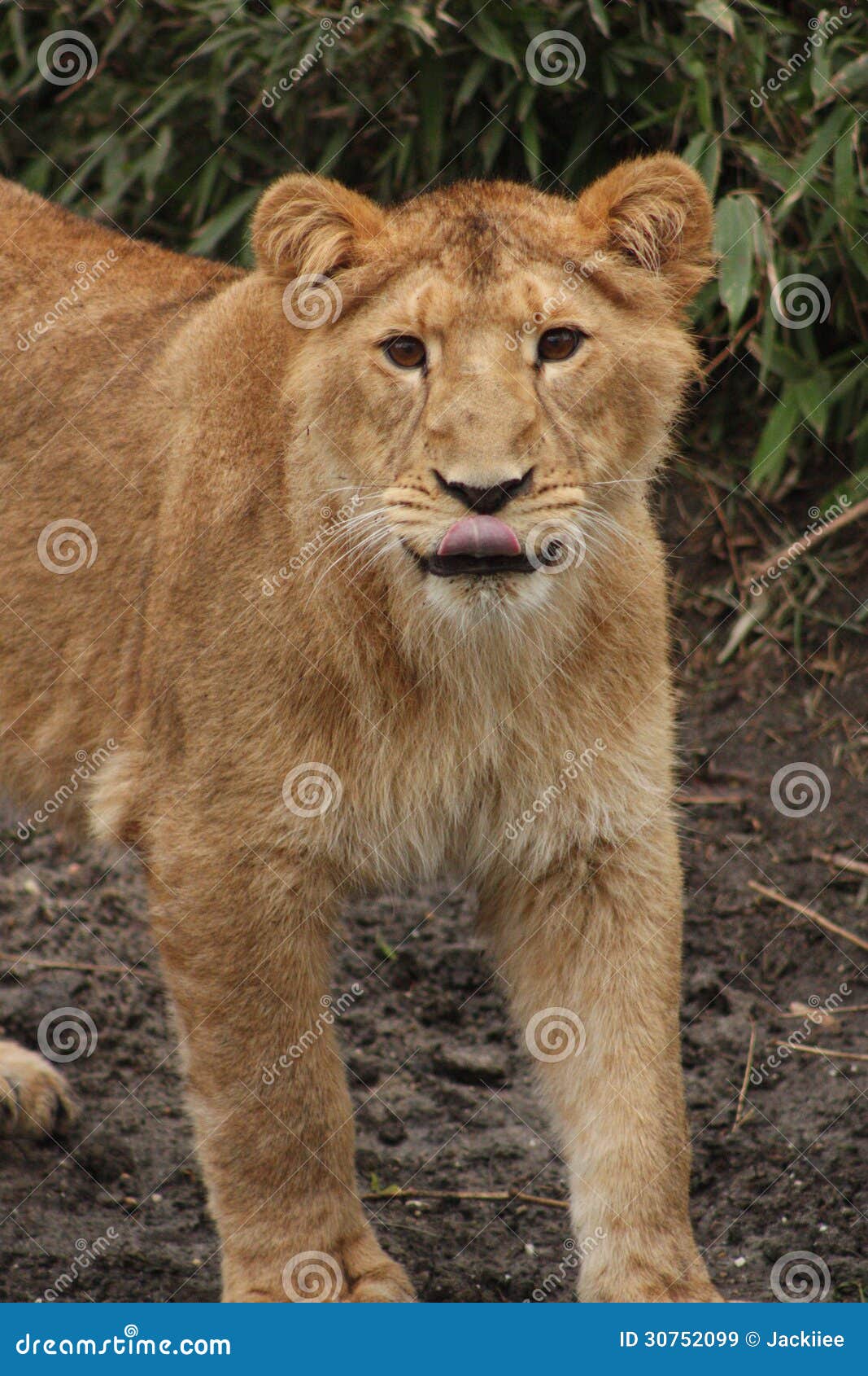 Silly lion stock image. Image of nature, brown, tongue - 30752099