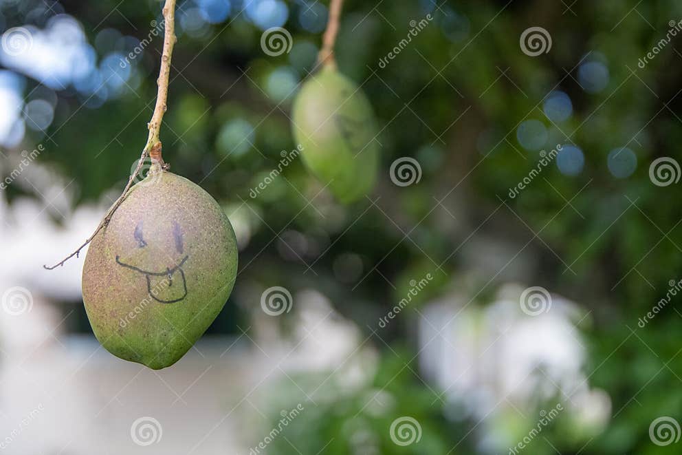 Silly looking young mango stock photo. Image of picked - 280031450