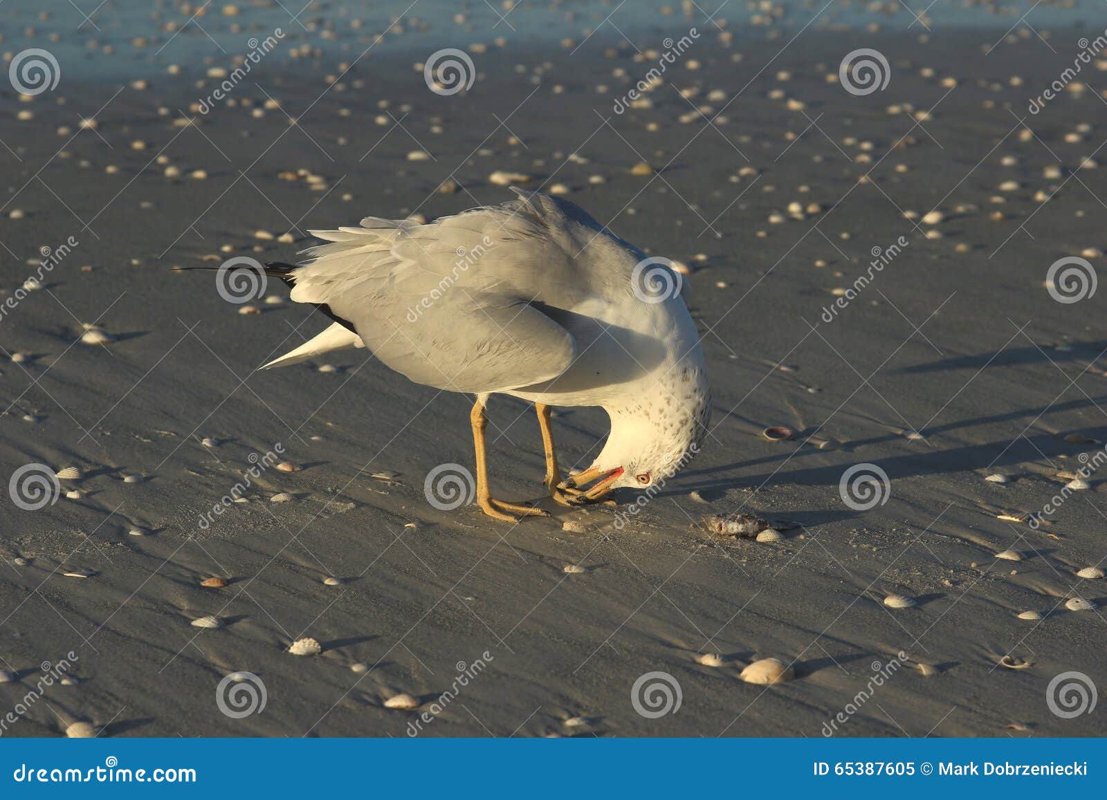 Silly old seagull stock image. Image of washed, bashful - 65387605