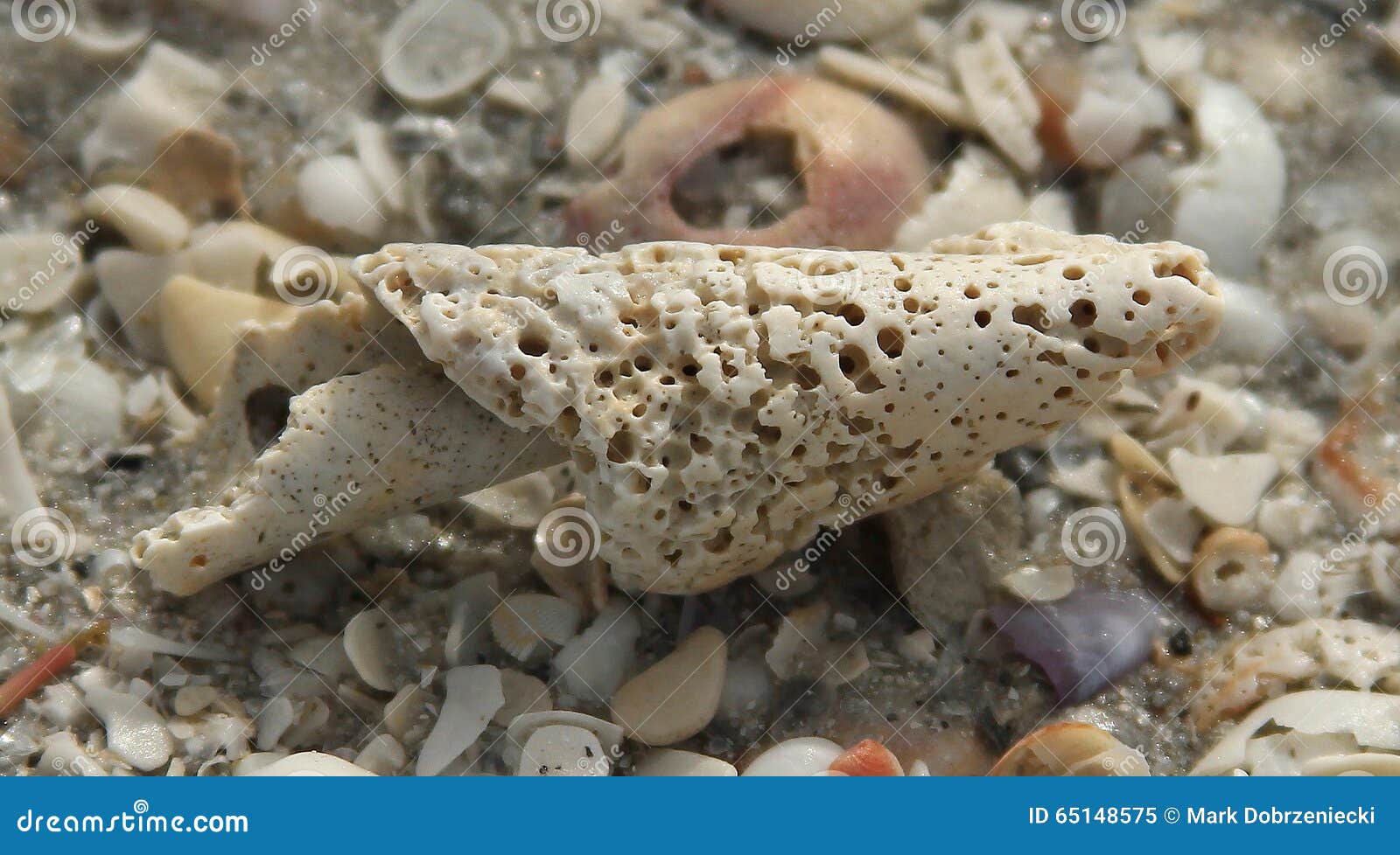 Silly old shell stock image. Image of abstract, sand - 65148575