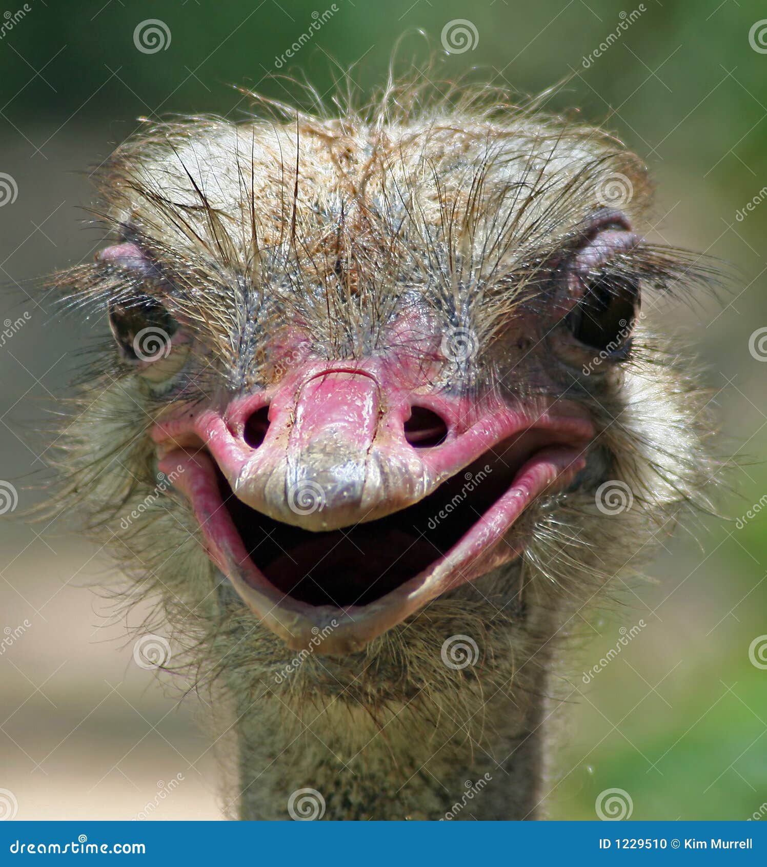 Silly Ostrich stock photo. Image of funny, beak, silly - 1229510