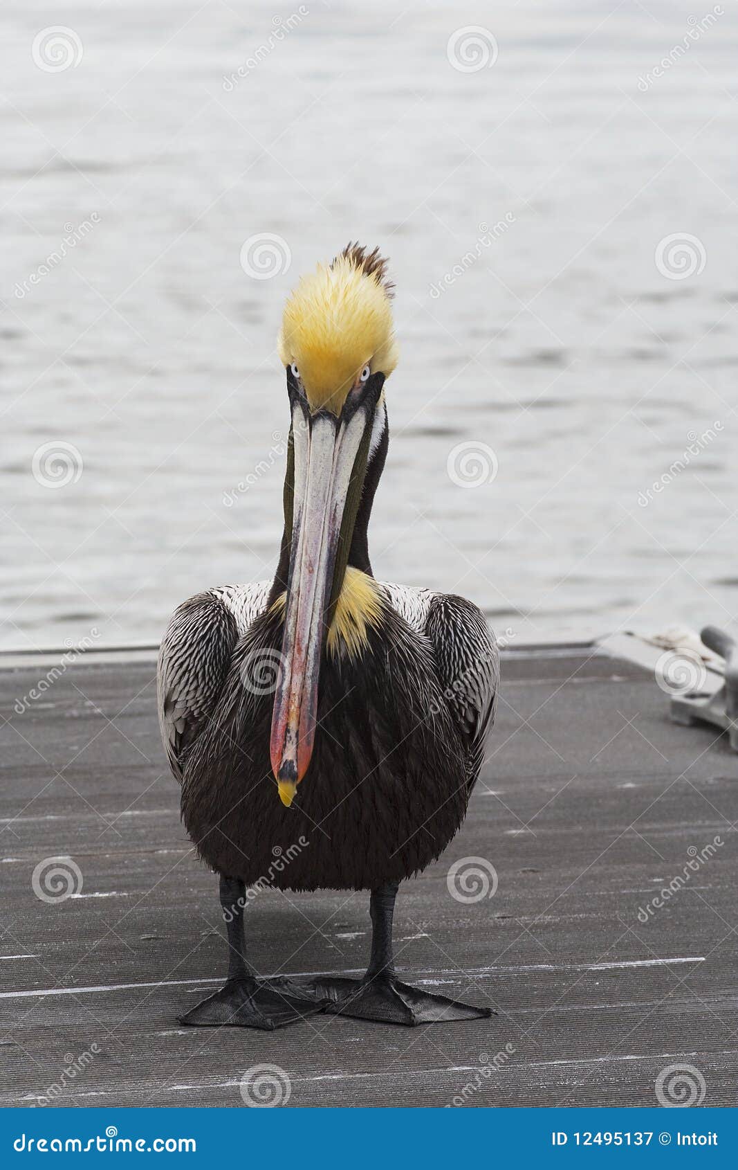 Silly Pelican stock image. Image of beak, silly, south - 12495137