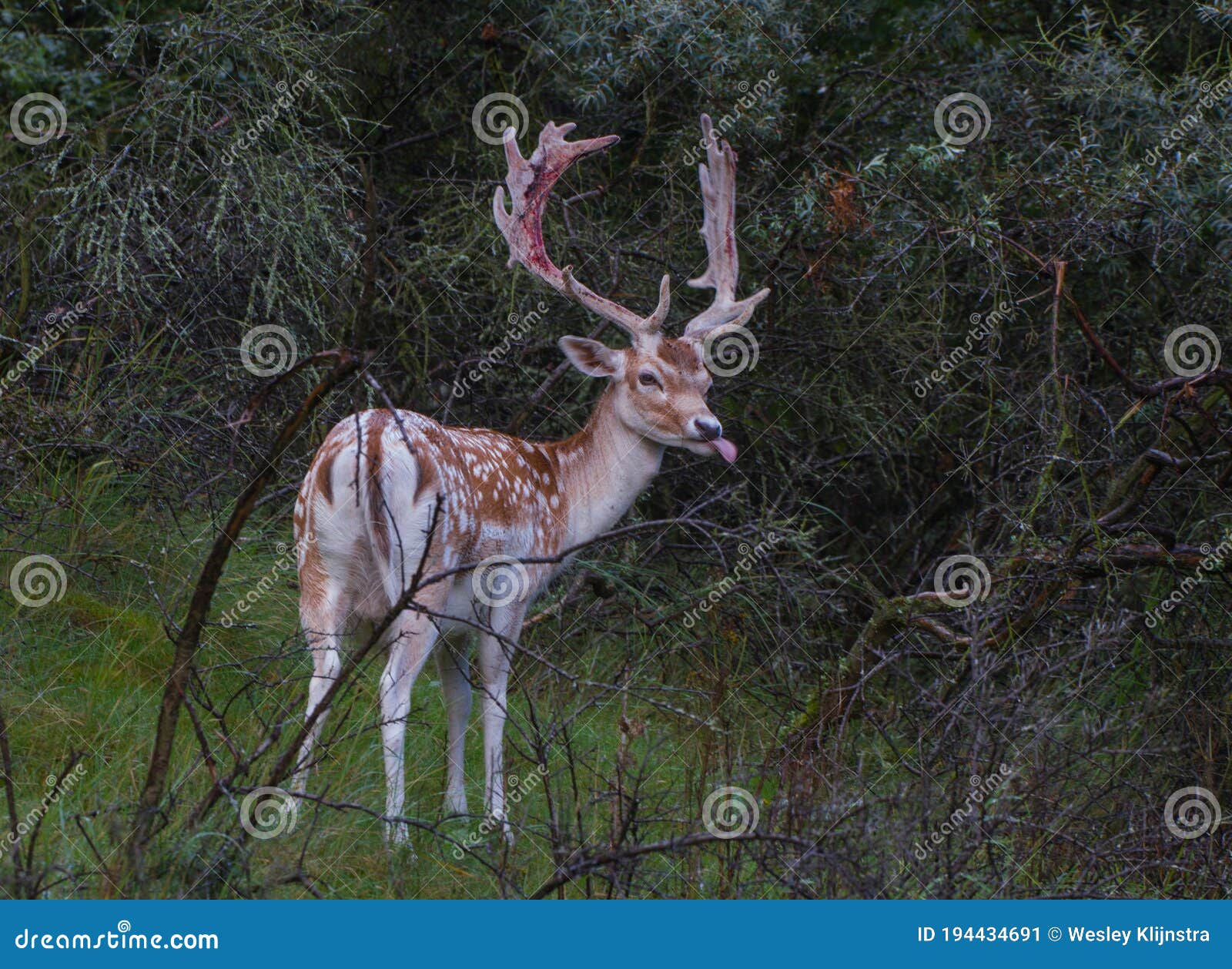 Silly pose stock image. Image of silly, deer, sticks - 194434691