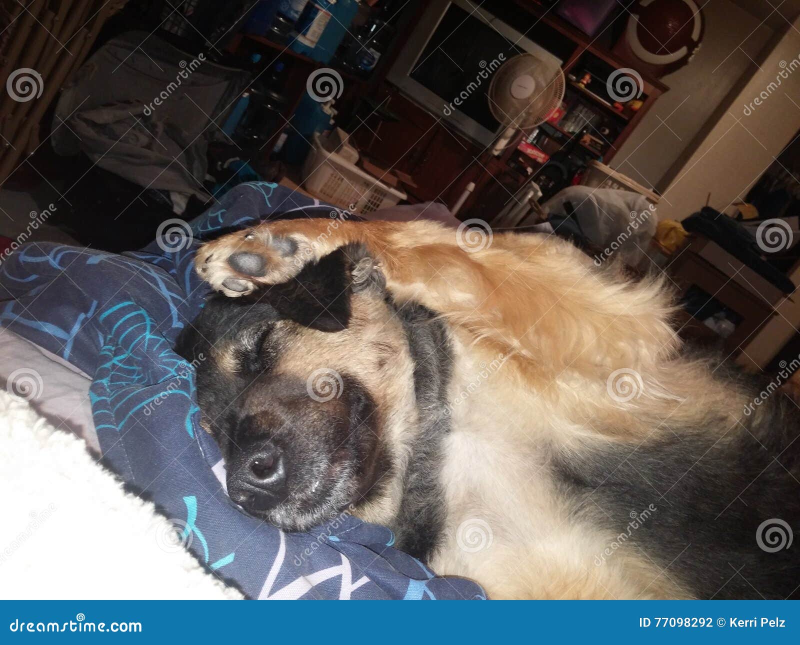 Silly sleeping dog stock photo. Image of funny, sleeping - 77098292