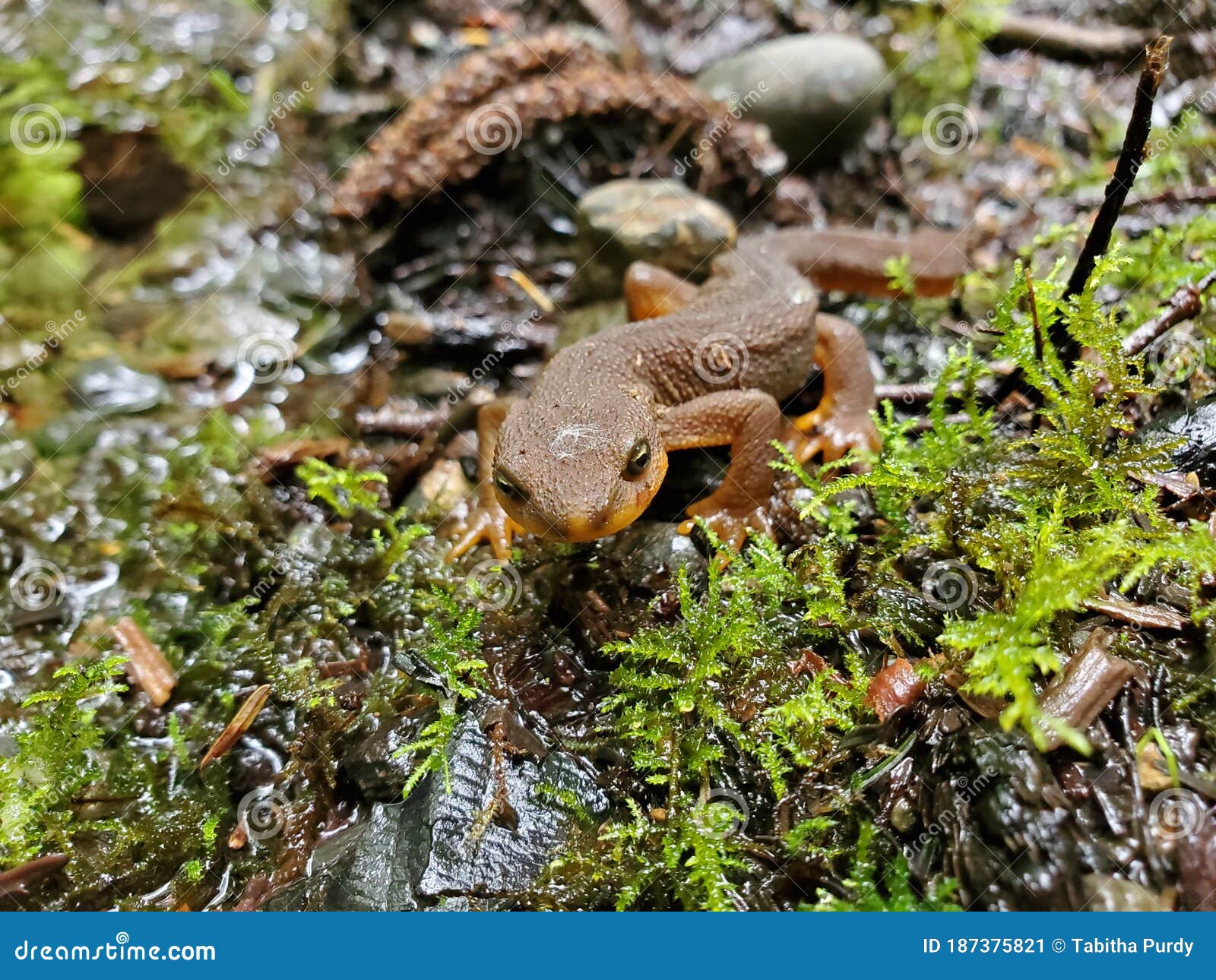 Silly slime salamander stock image. Image of slime, invertebrate ...