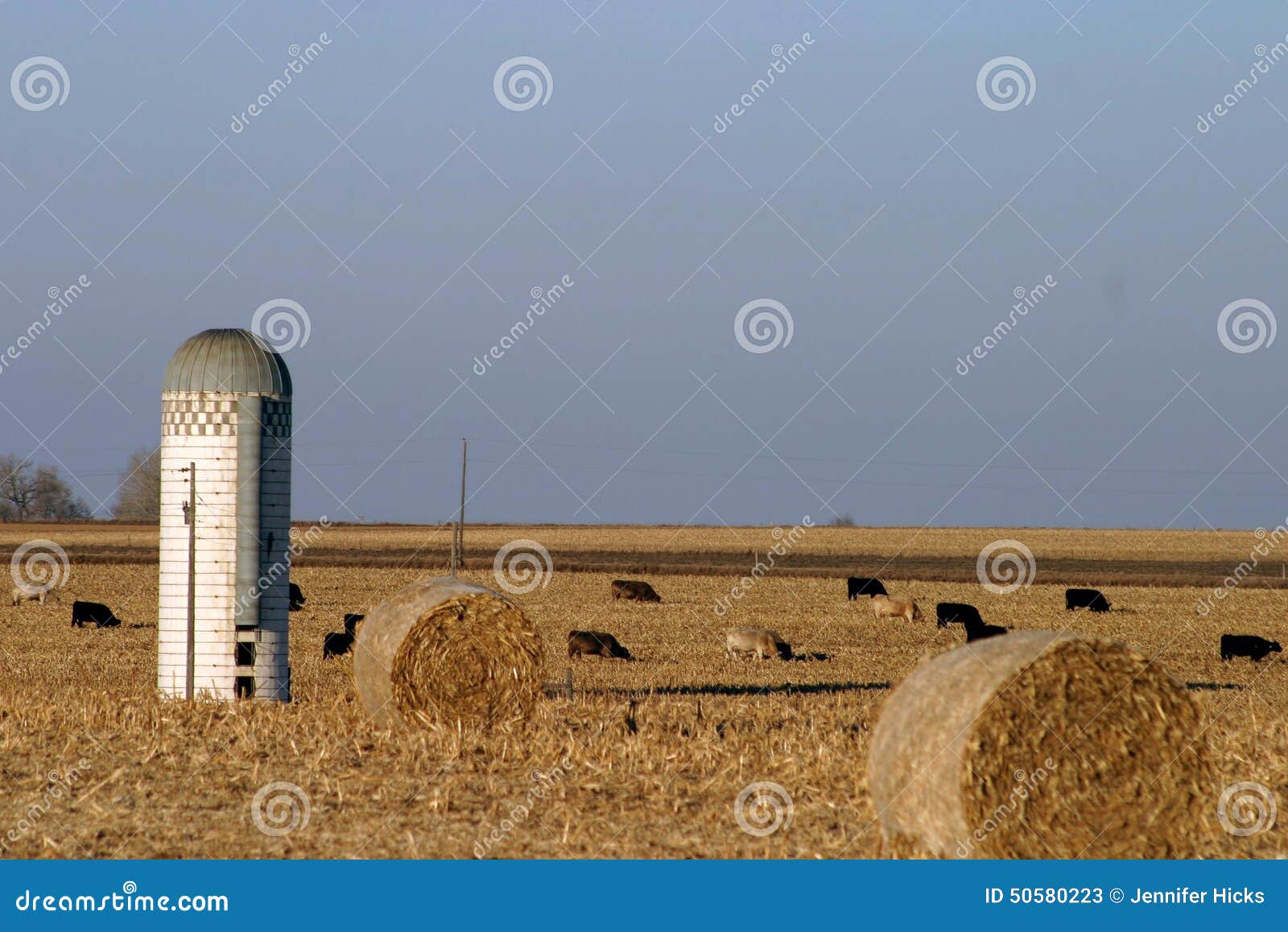 Silo Cows Hay Bales on Midwest Farm Stock Image - Image of cows, farm ...