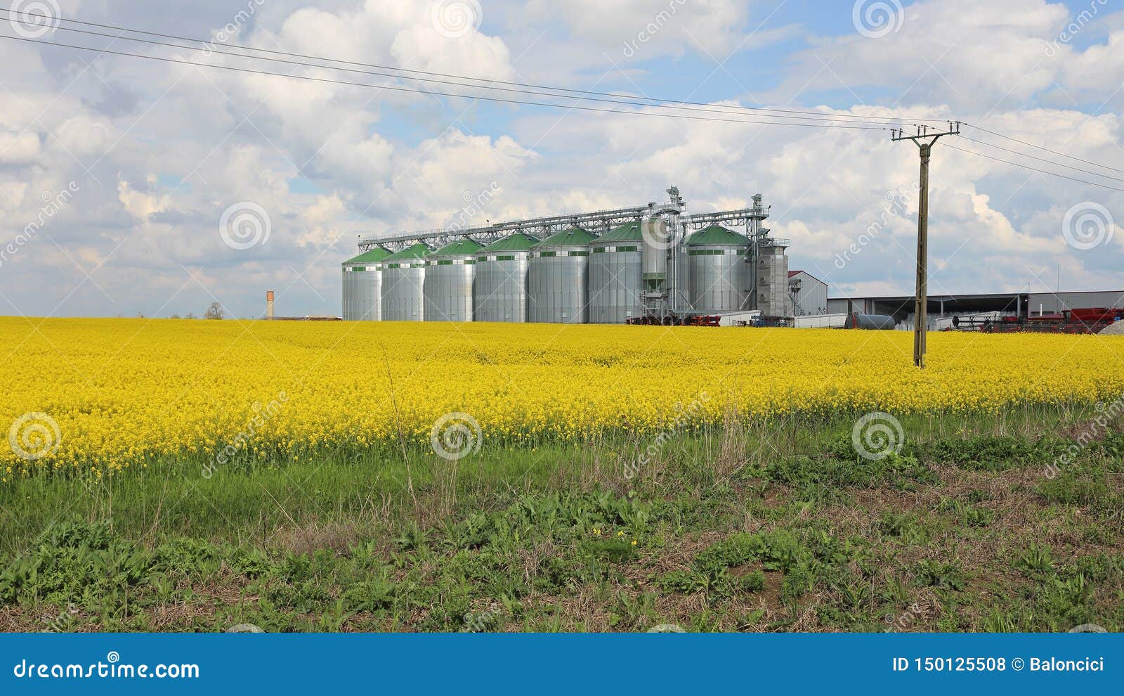 Silo Field stock photo. Image of storage, silo, plants - 150125508