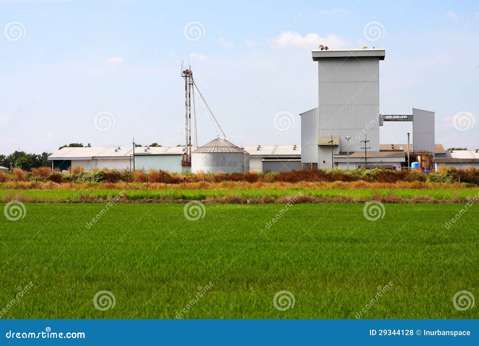 Silo on Rice Field, Thailand. Stock Photo - Image of corn, crop: 29344128