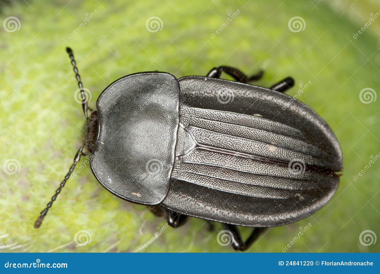 Silpha Tristis / Carrion Beetle on a Green Leaf Stock Photo - Image of ...