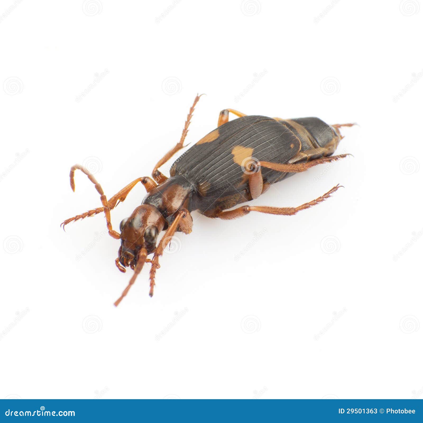 Silphidae image stock. Image du faune, anomalie, charogne - 29501363