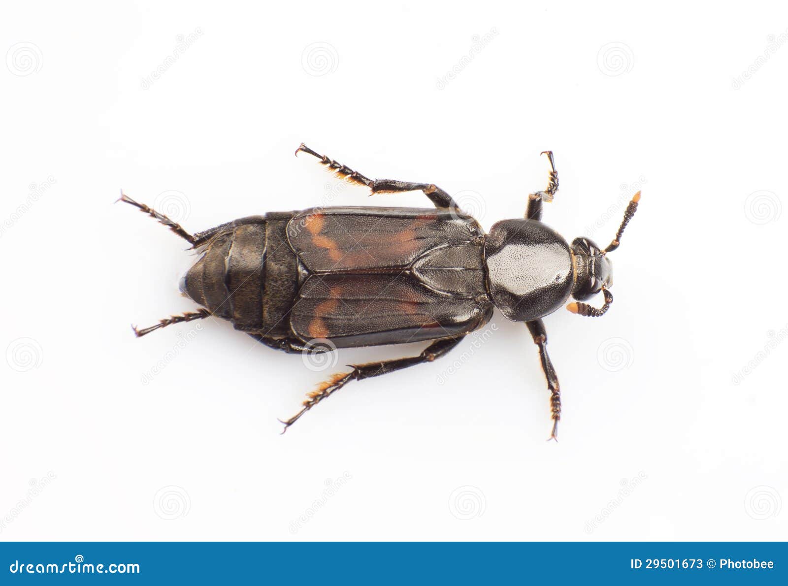 Silphidae image stock. Image of durée, coléoptères, insectes - 29501673
