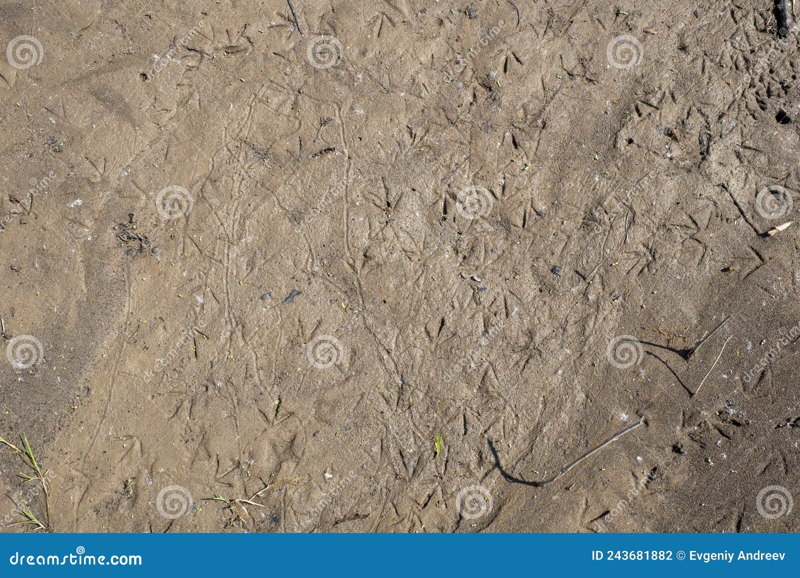 Silt, Mud Left after the Flood. Wet Sandy Surface Stock Photo - Image ...