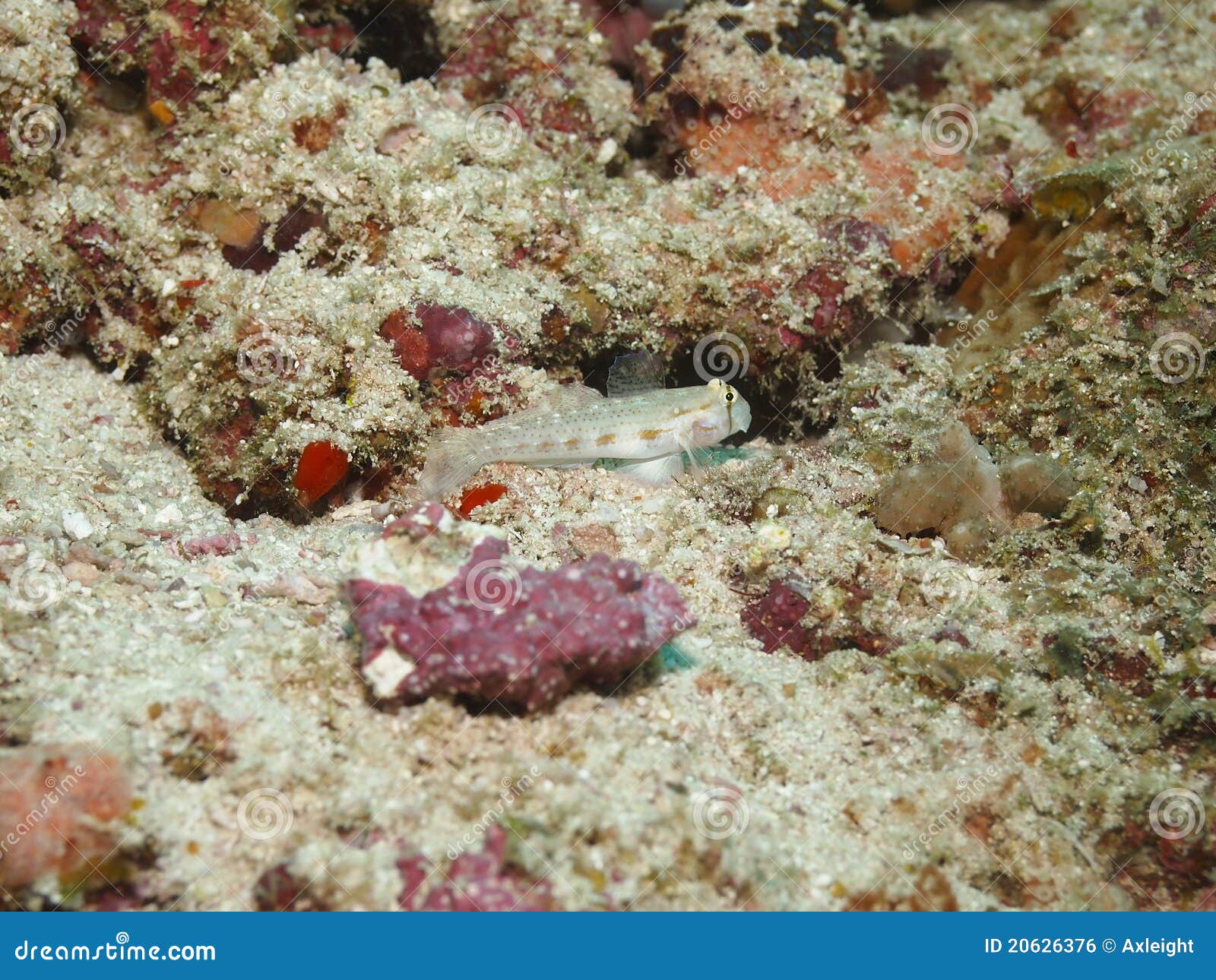 Silty Sand Goby stock photo. Image of hideaway, coral - 20626376