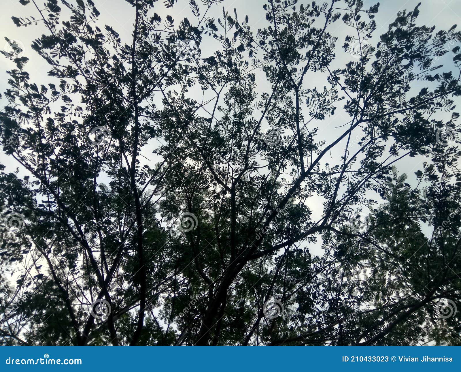 Siluet tree stock image. Image of branch, detail, nature - 210433023