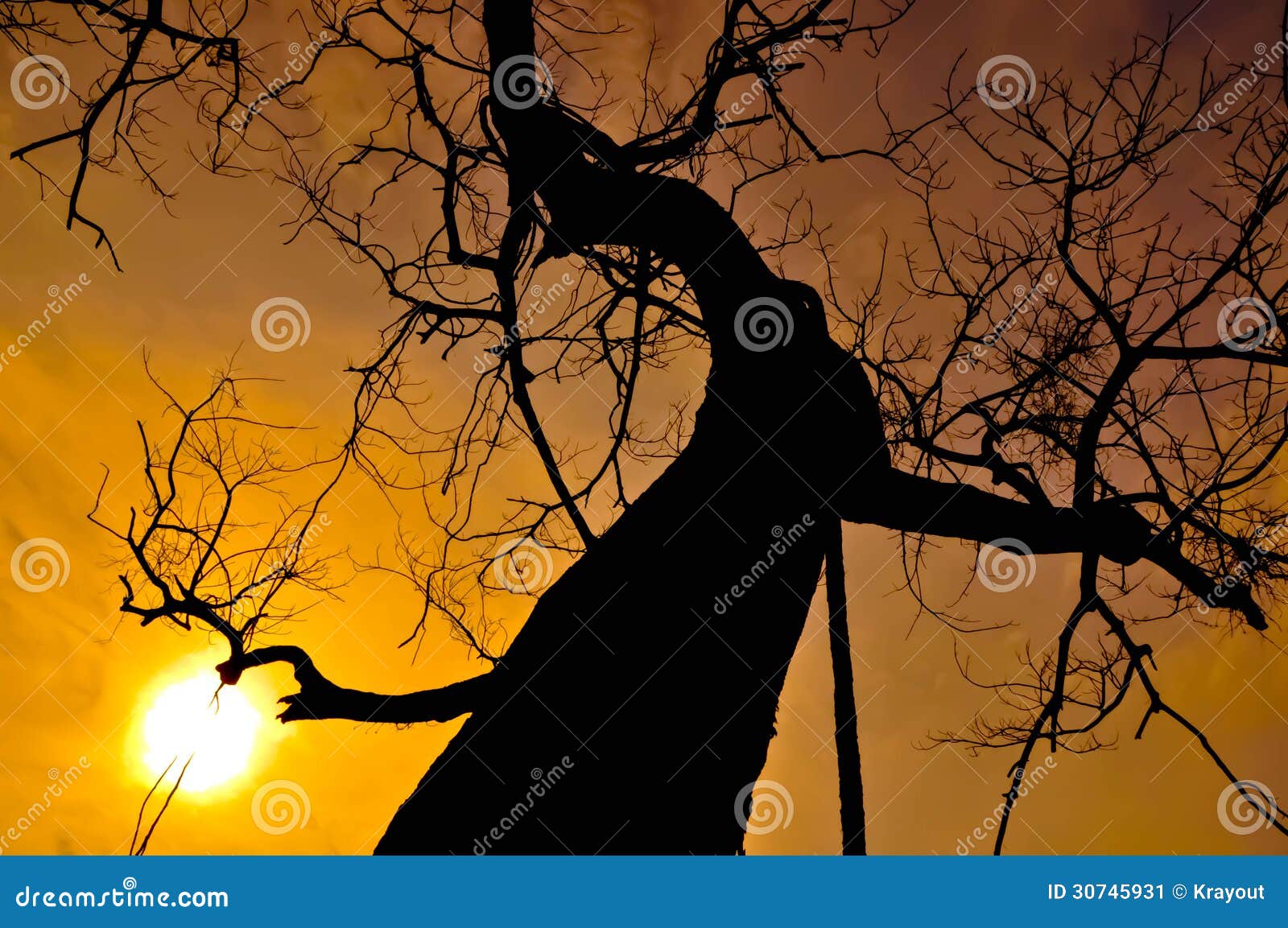 Siluet Tree stock image. Image of environment, trunk - 30745931