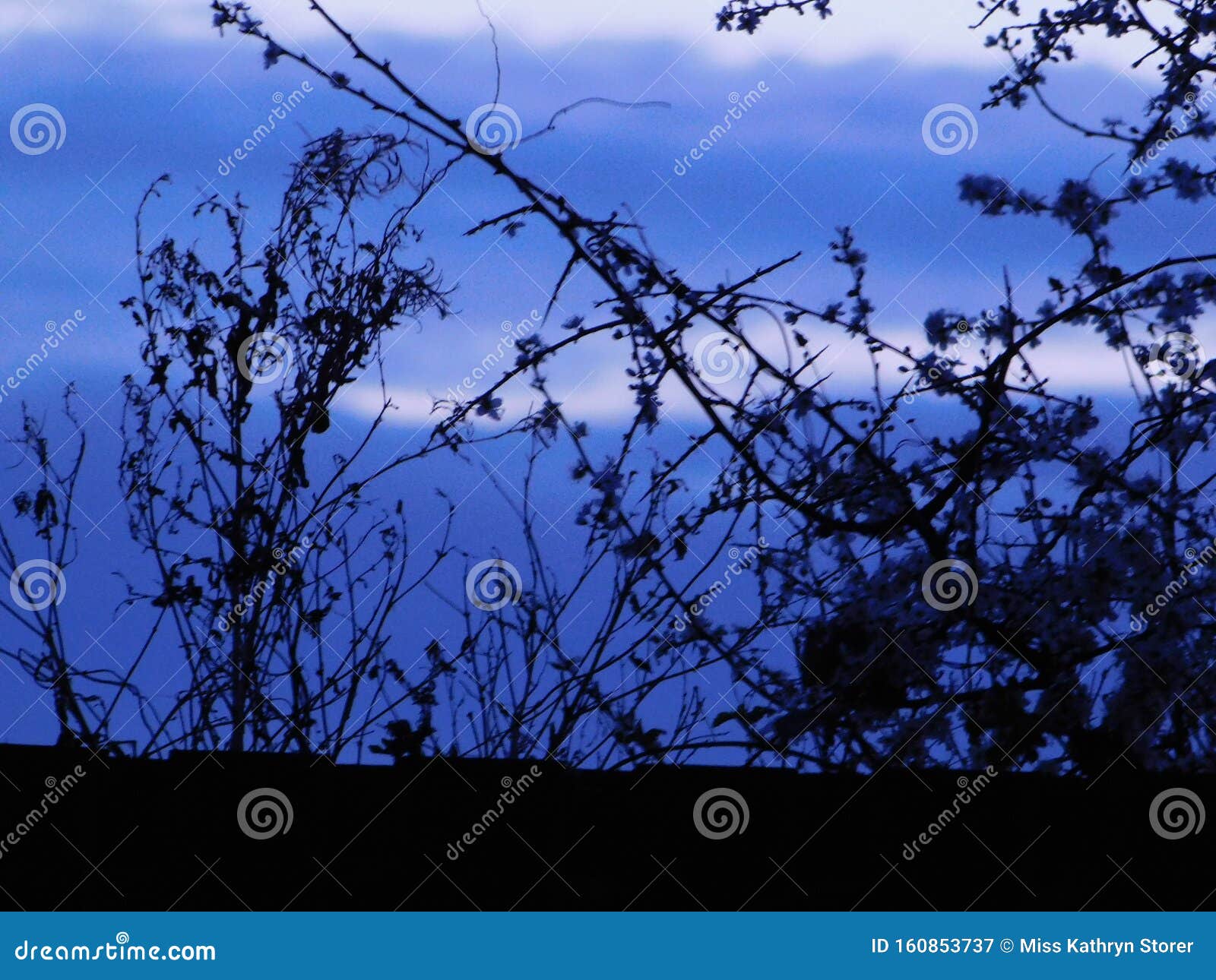 Silueta azul 2 imagen de archivo. Imagen de ramificaciones - 160853737
